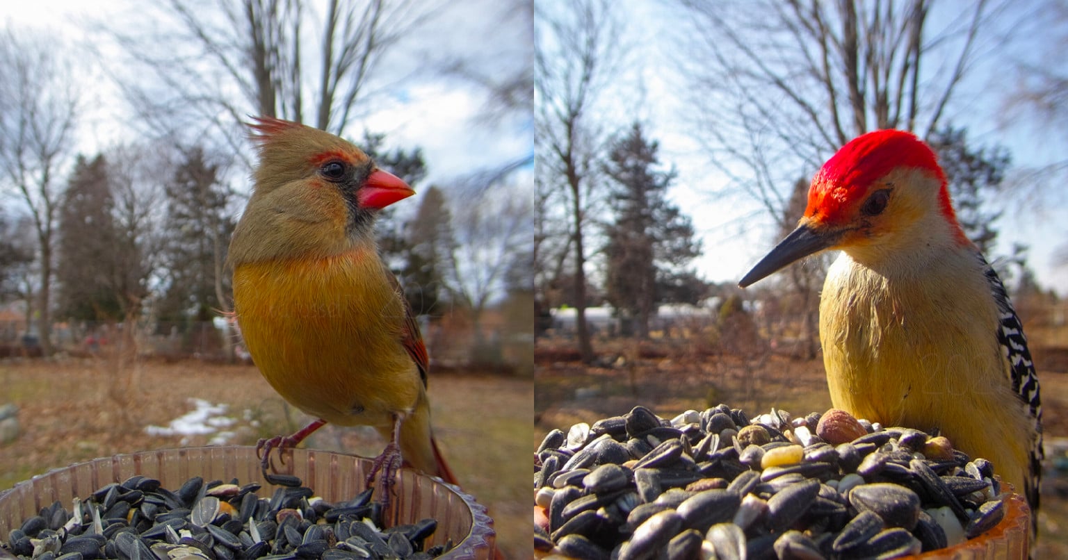 This Feeder-Mounted Camera Catches Striking, Closeup Photos of Birds ...