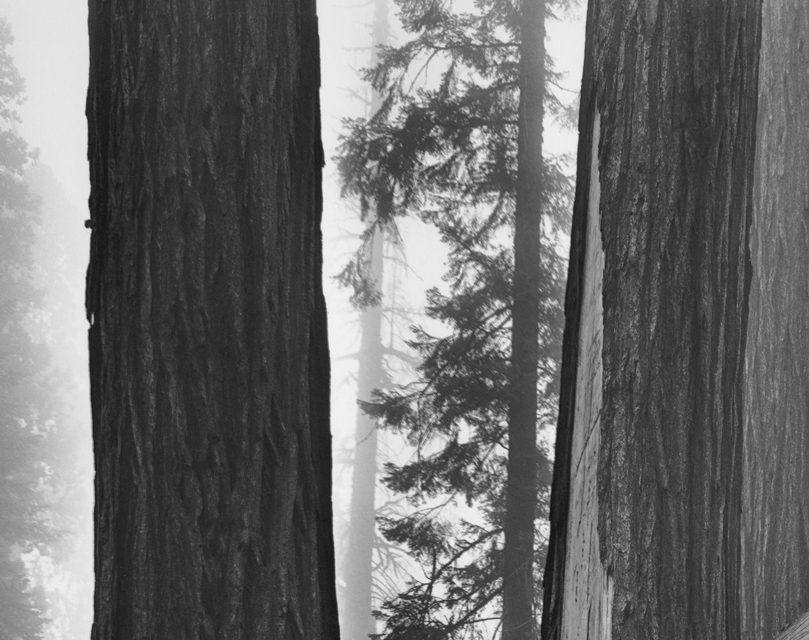 Fallen Sequoias: The Story Behind This Photo Taken in 1977 | PetaPixel