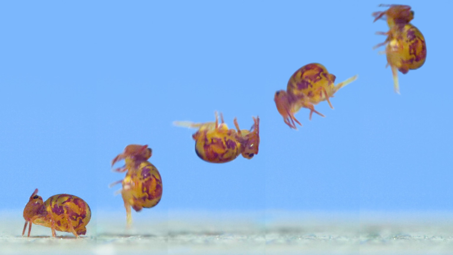 Studying These Tiny, Fast Insects Required Shooting at 73,000 FPS ...