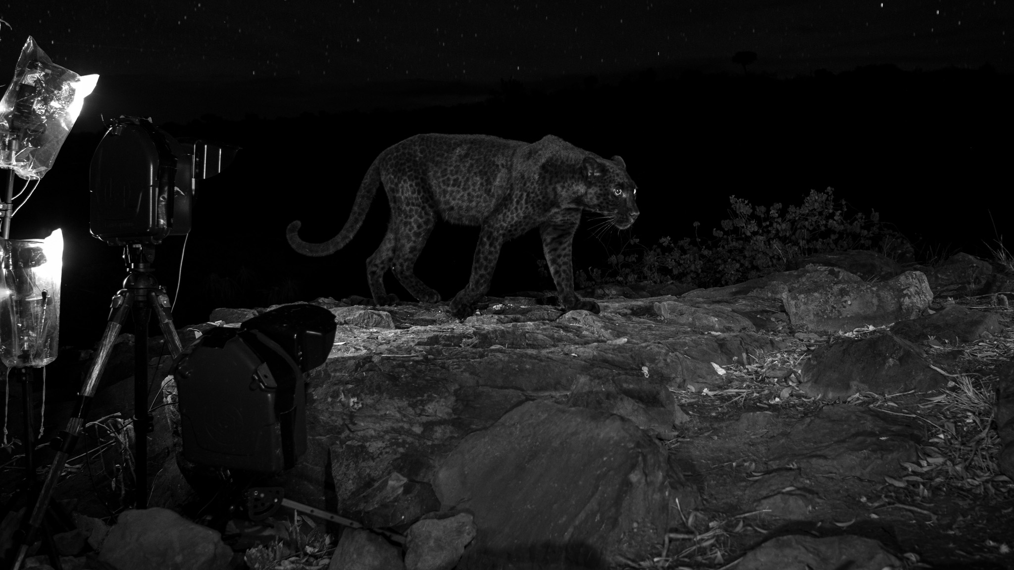 The Black Leopard: One Man's Quest to Capture the Ultimate Wildlife ...