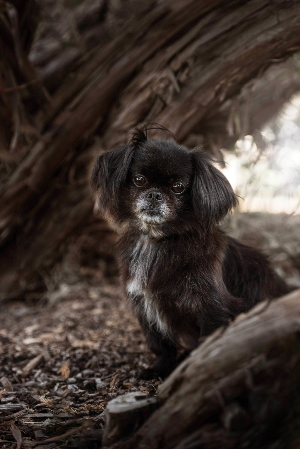 Gorgeous Photo Series Features Often Ignored Dark-Colored Pets | PetaPixel