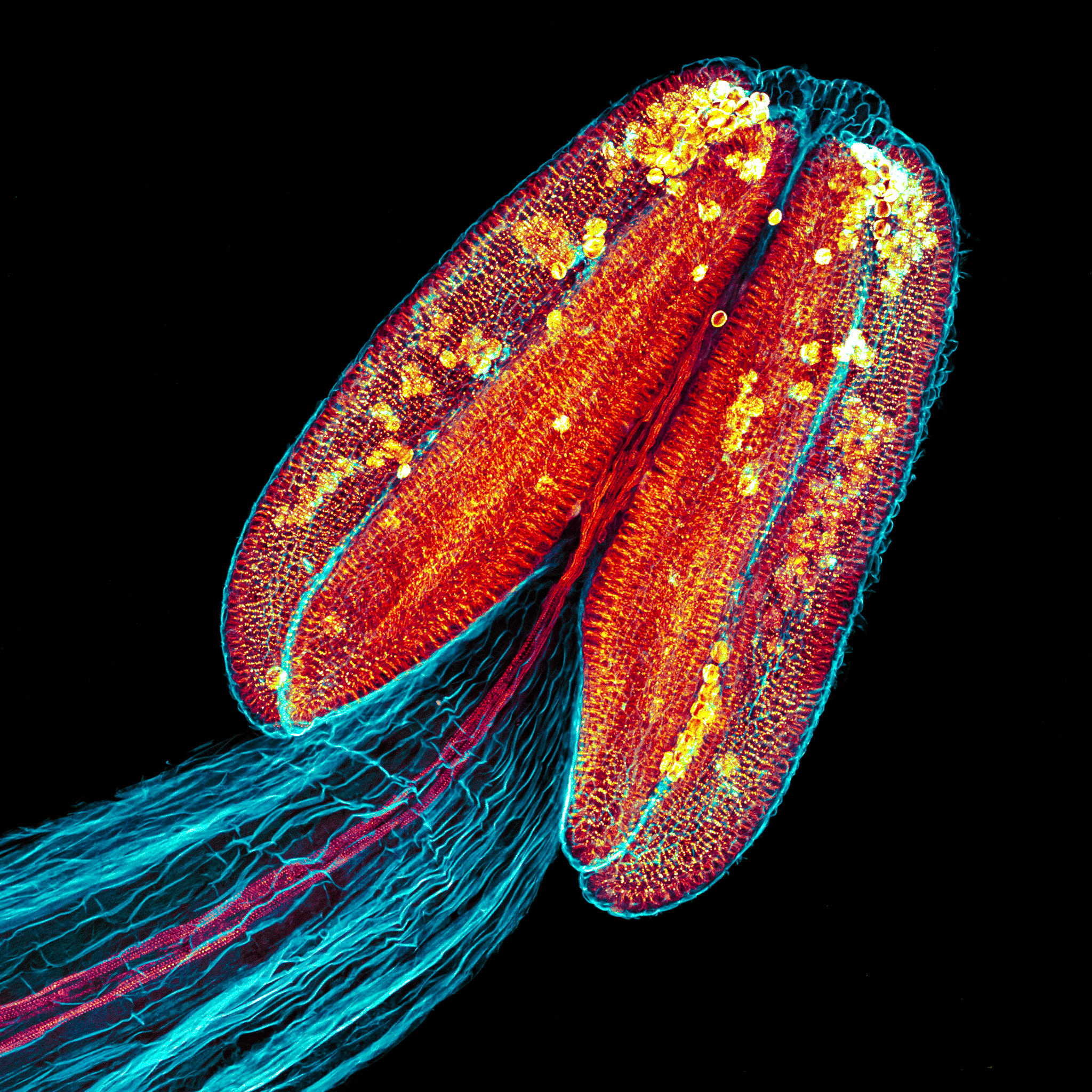 Olympus Unveils the Winners of the Best Life Science Photos of 2020 ...