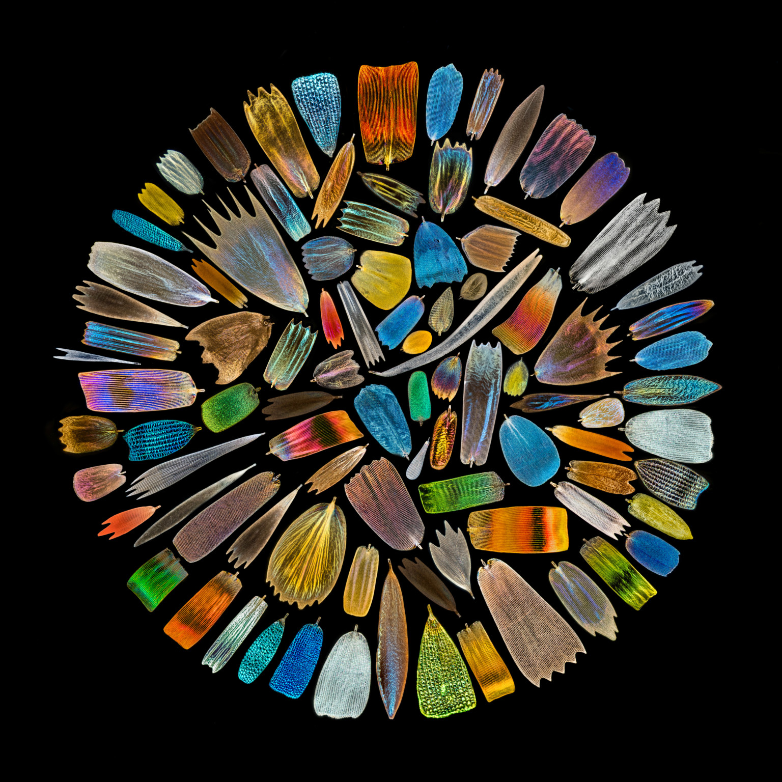 Olympus Unveils the Winners of the Best Life Science Photos of 2020 ...