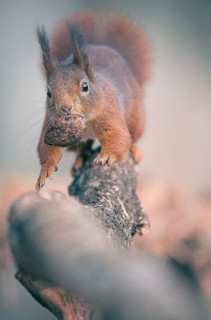 Photos of Squirrels Jumping with Nuts | PetaPixel