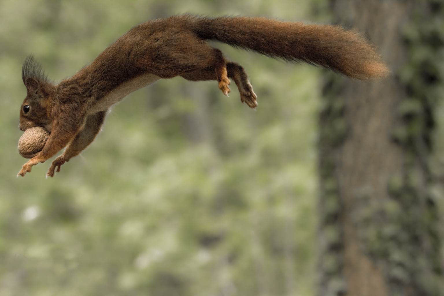 Photos of Squirrels Jumping with Nuts | PetaPixel