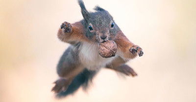 Photos of Squirrels Jumping with Nuts | PetaPixel