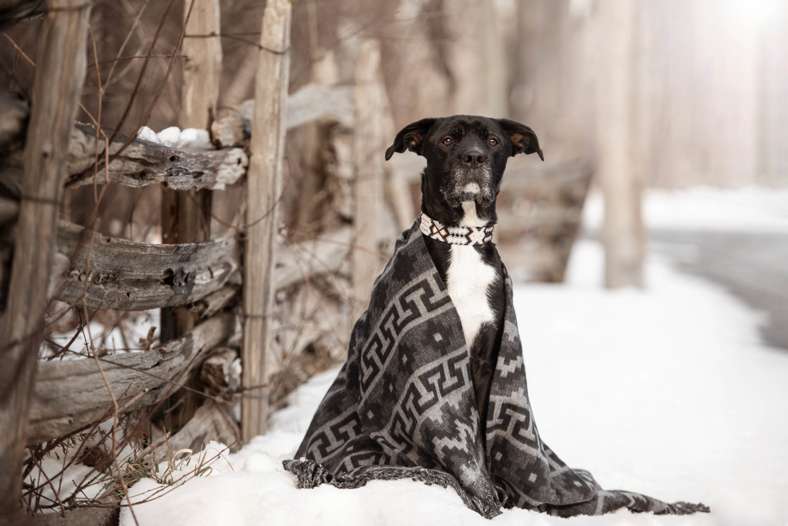 Gorgeous Photo Series Features Often Ignored Dark-Colored Pets | PetaPixel