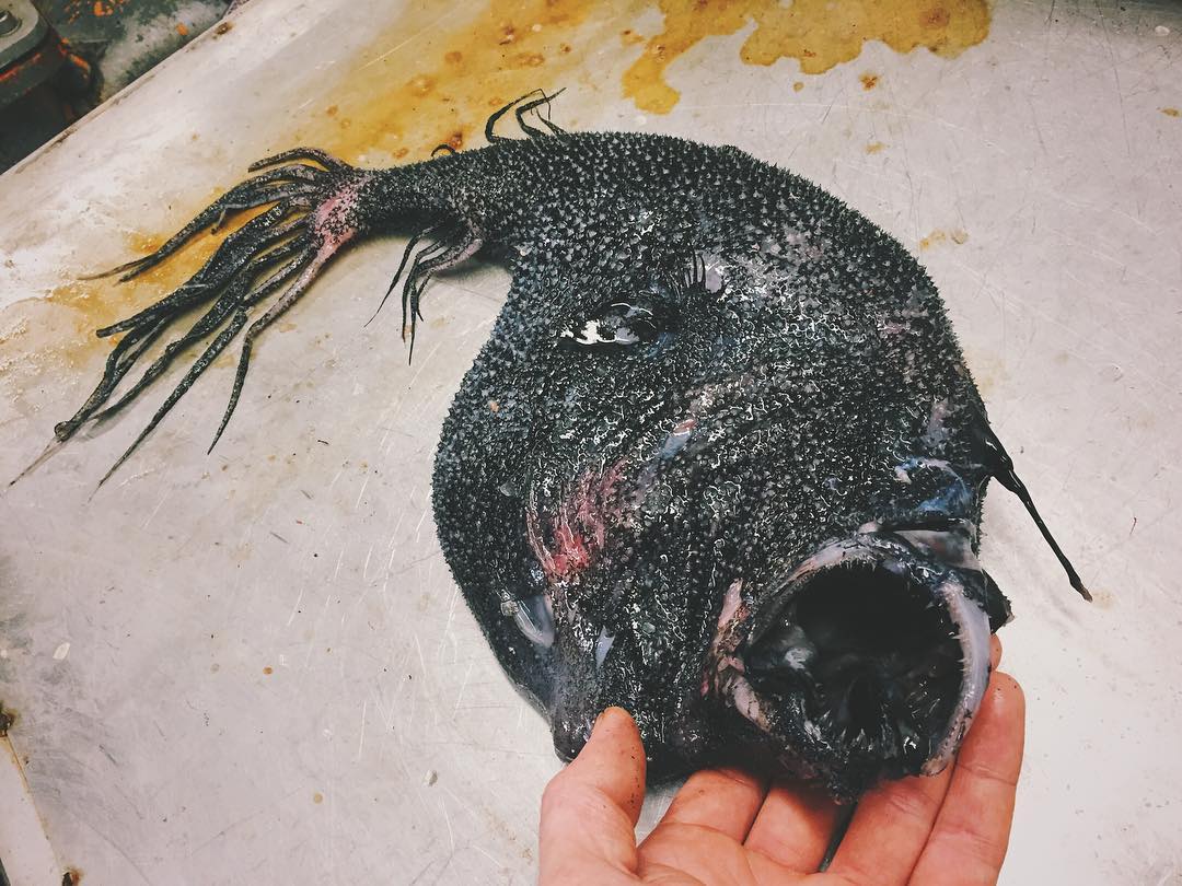 Russian Fisherman Shares Scary Photos of Deep-Sea Creatures | PetaPixel