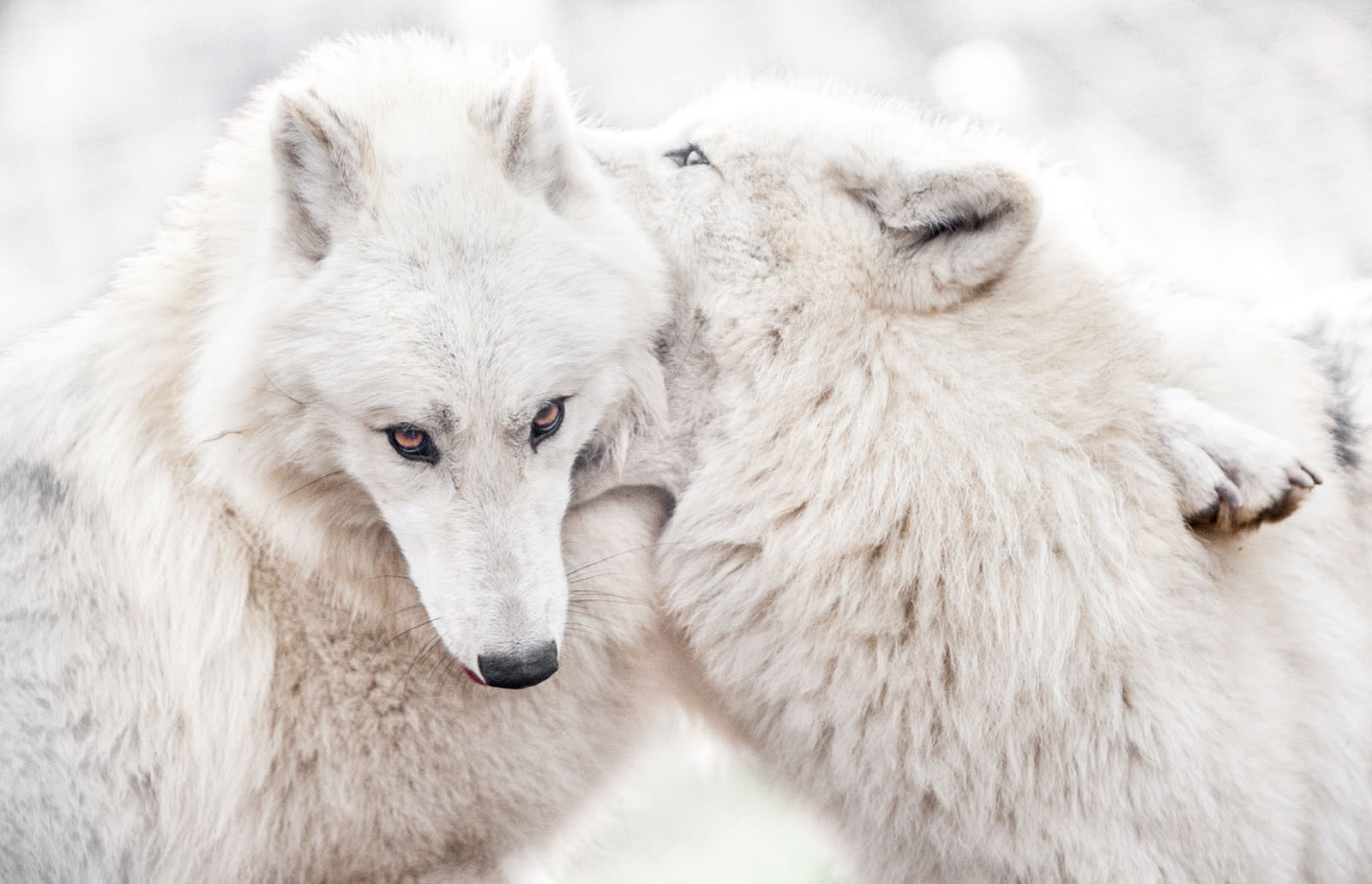 Photos of Love in the Animal Kingdom | PetaPixel