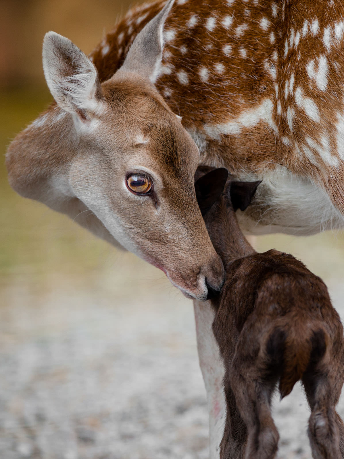 Photos of Love in the Animal Kingdom | PetaPixel