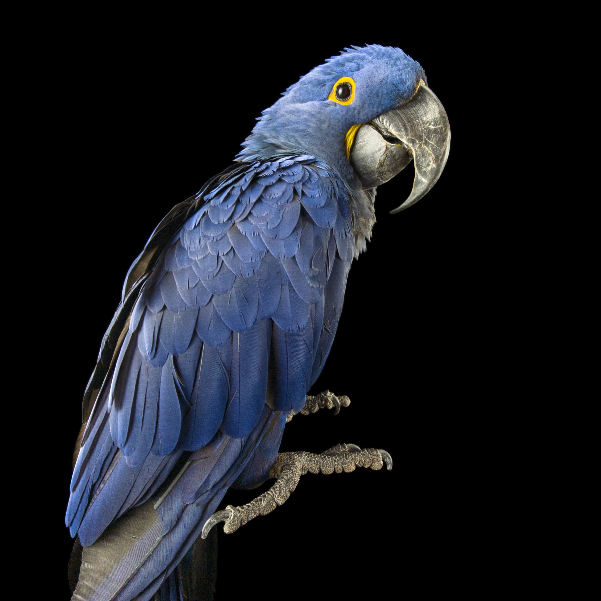 This NatGeo Photo Series Cherishes the Colors of Endangered Animals ...