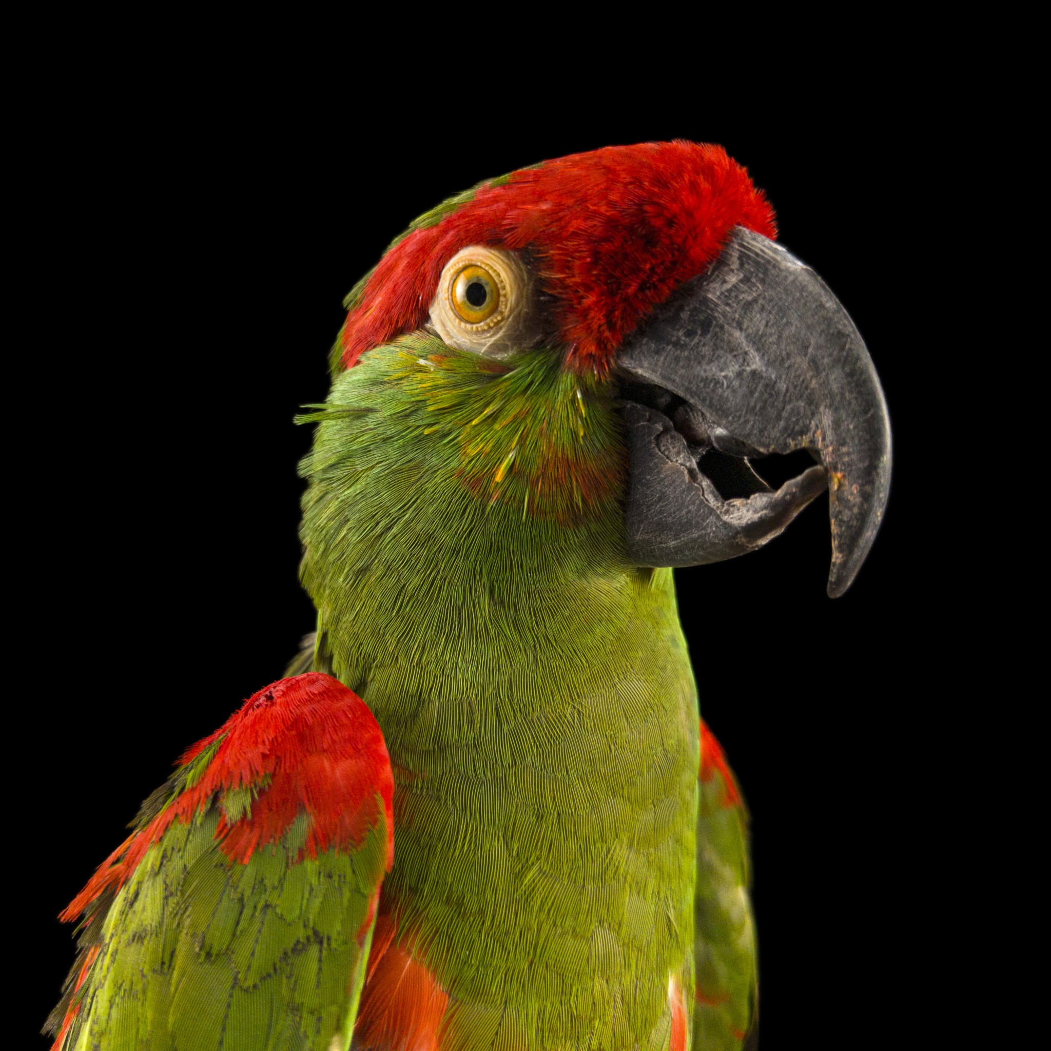 This NatGeo Photo Series Cherishes the Colors of Endangered Animals ...