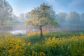 Magical Photos of Spring in the Netherlands | PetaPixel