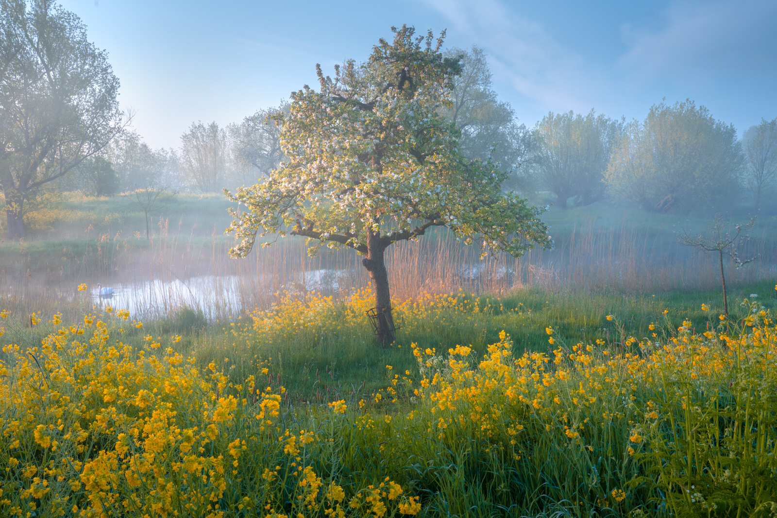 Magical Photos of Spring in the Netherlands | PetaPixel