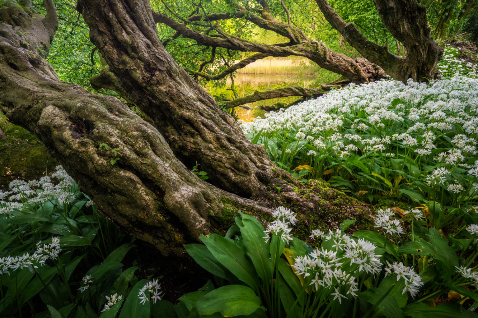 Magical Photos of Spring in the Netherlands | PetaPixel
