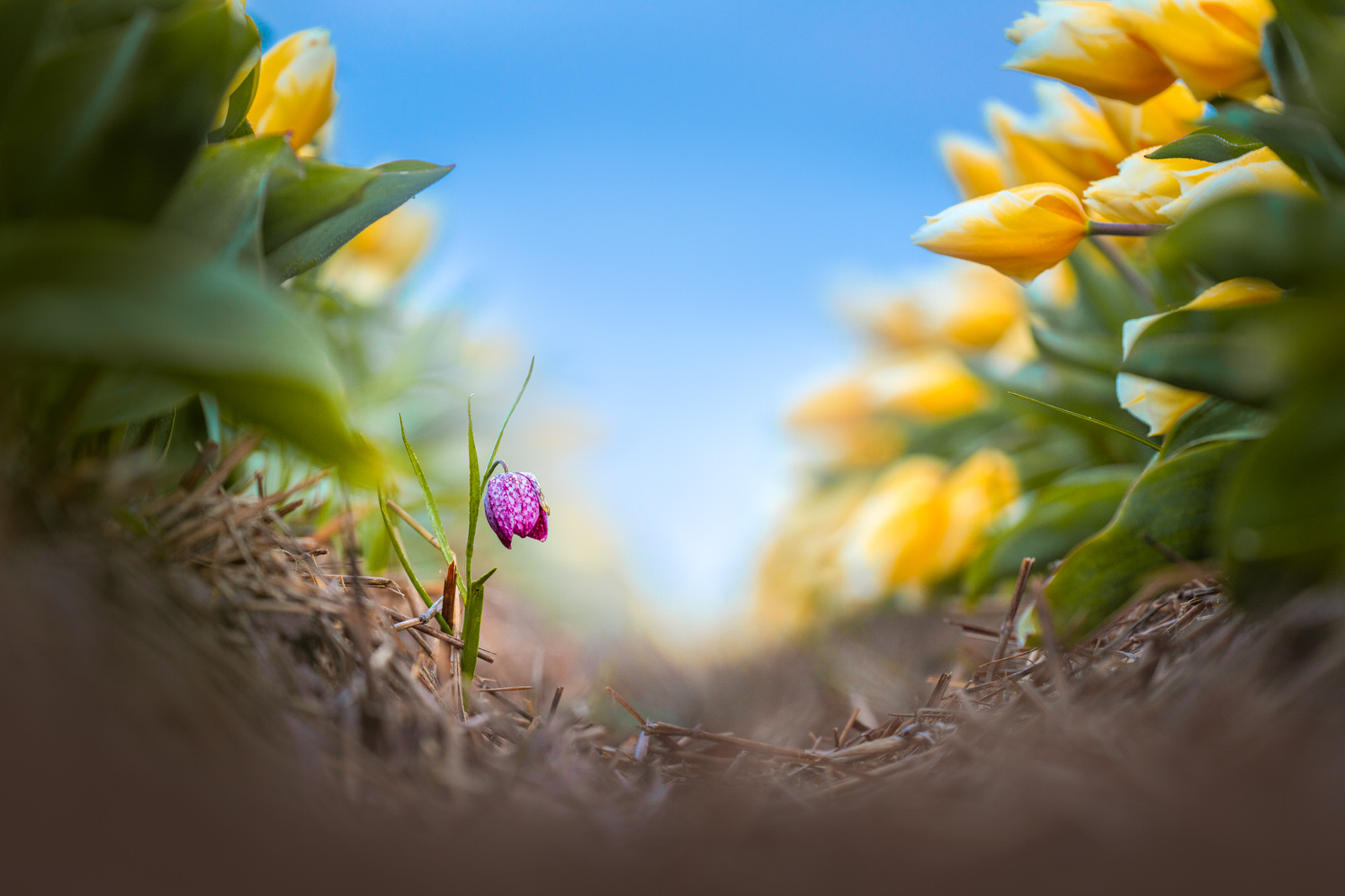 Magical Photos of Spring in the Netherlands | PetaPixel
