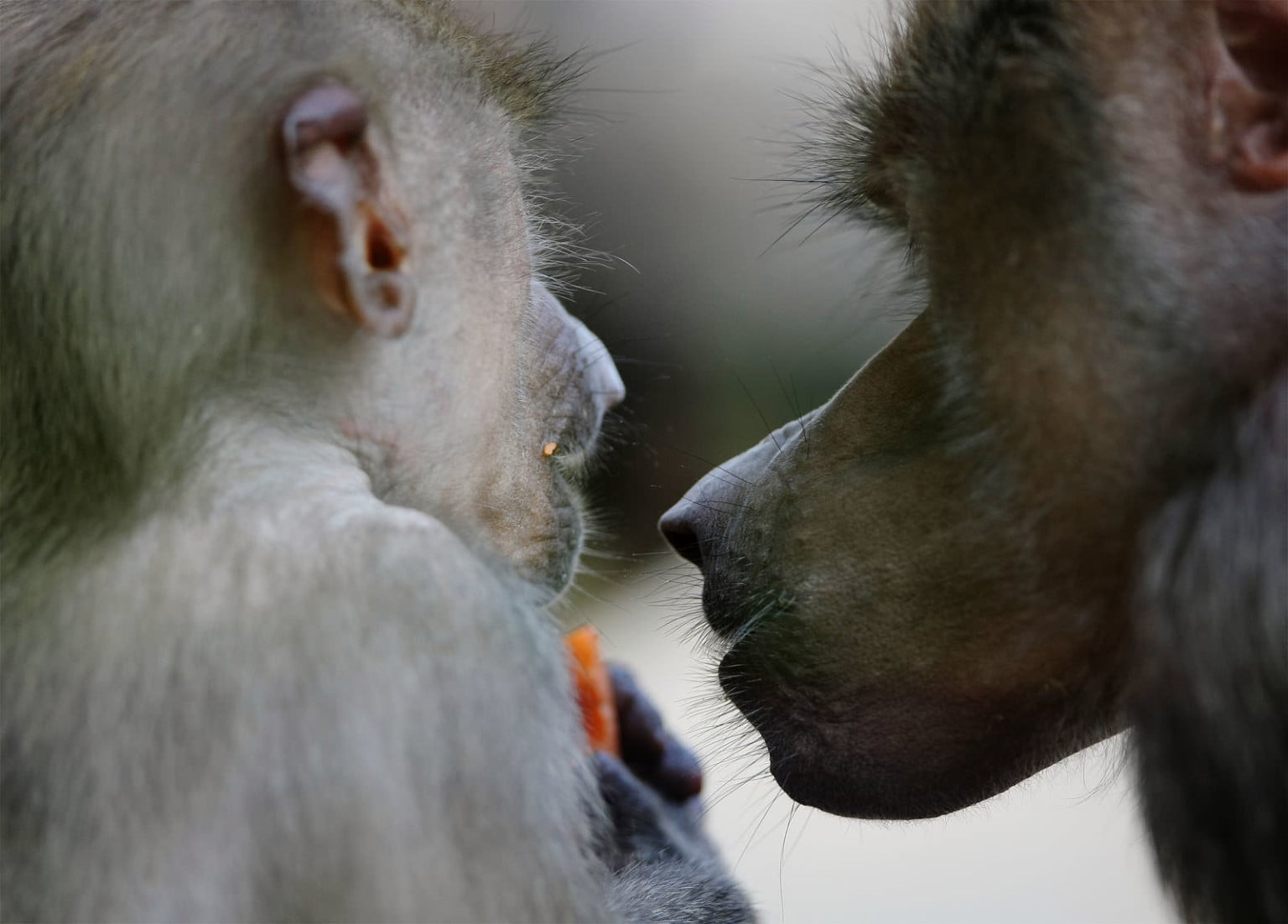 Photos of Love in the Animal Kingdom | PetaPixel