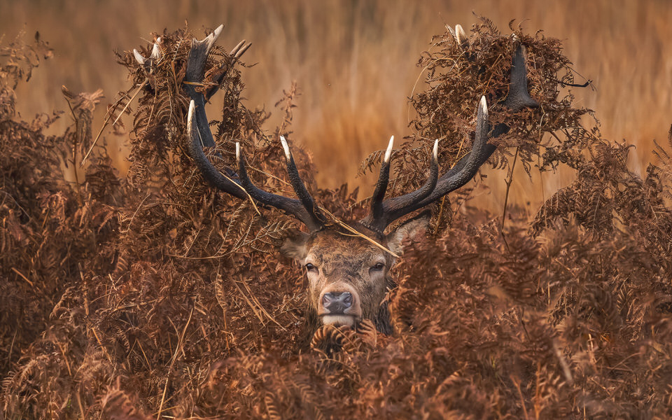 The Winners of the PA2F Environmental Photography Awards 2021 | PetaPixel