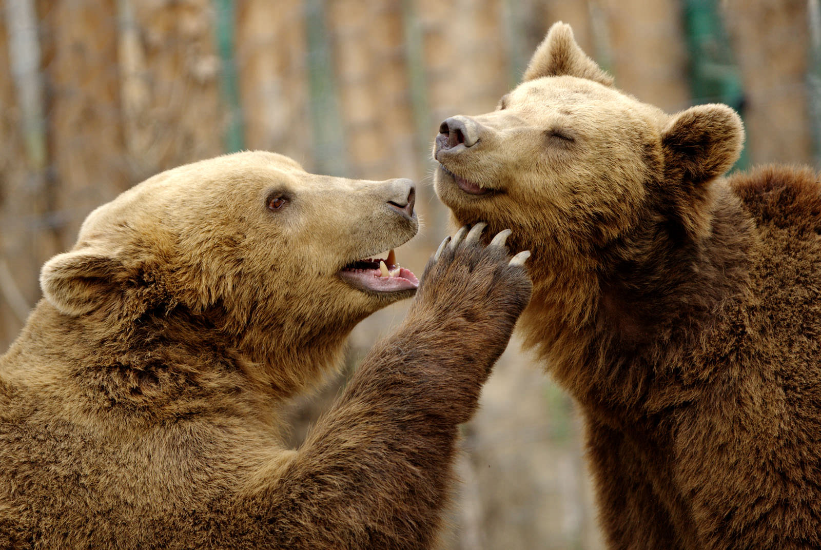 Photos of Love in the Animal Kingdom | PetaPixel