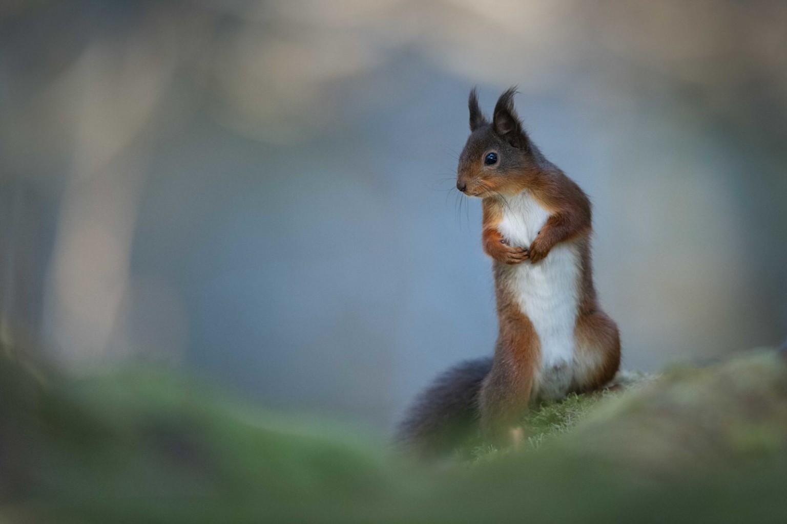 Photographing Red Squirrels from a Hide in an Irish Forest | PetaPixel