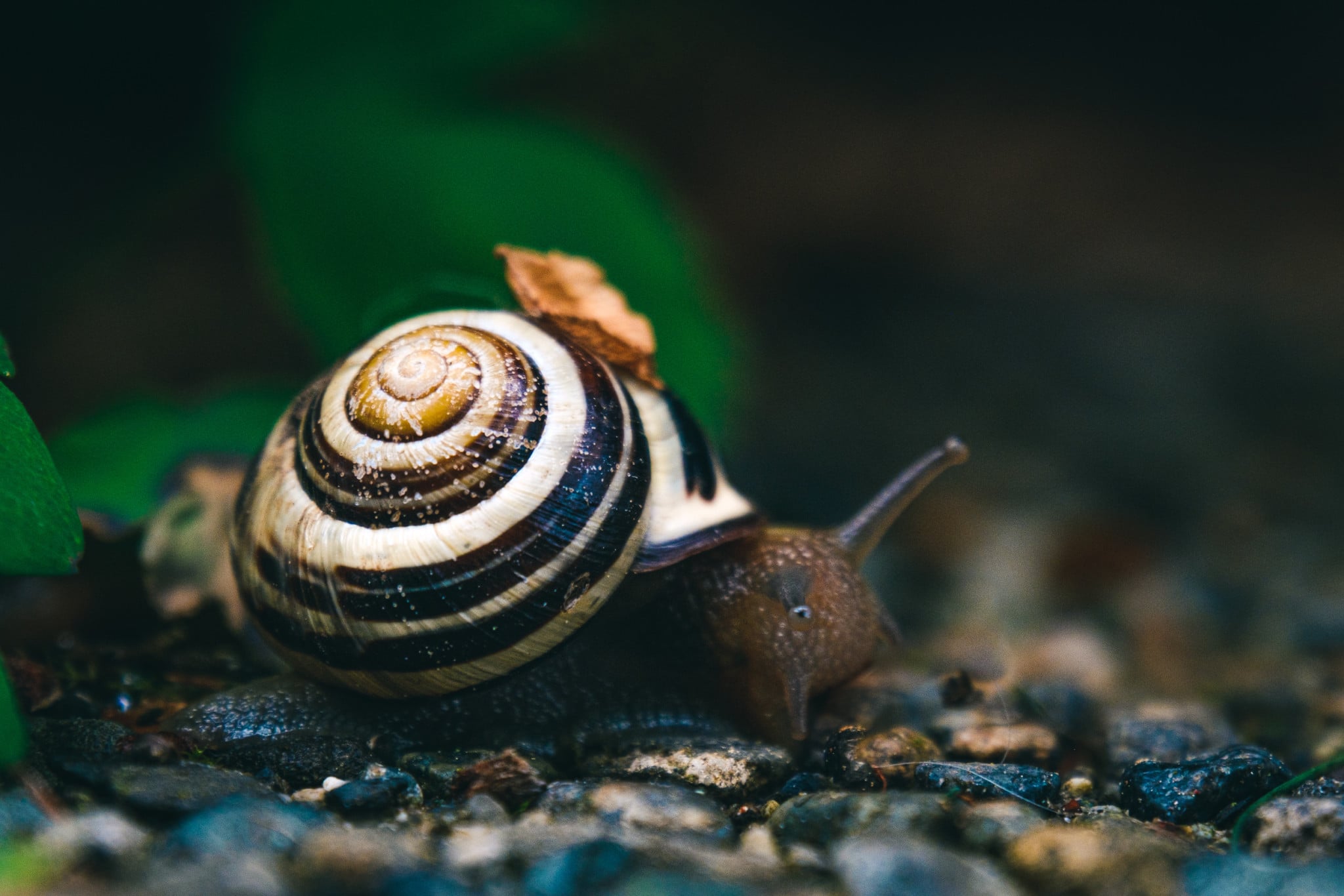 Photography Composition Tip and Assignment: Get Closer | PetaPixel