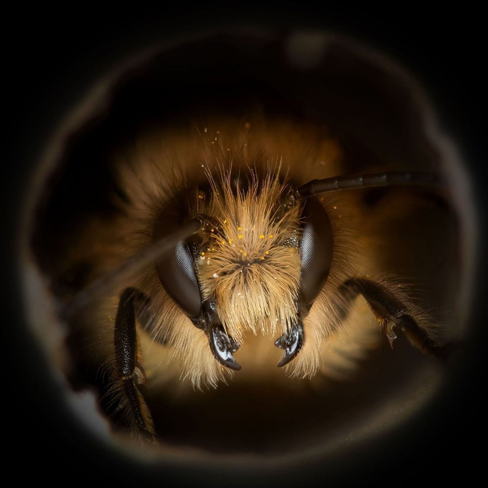 Close-Up Portraits of Bees Reveal How Different They Actually Look ...
