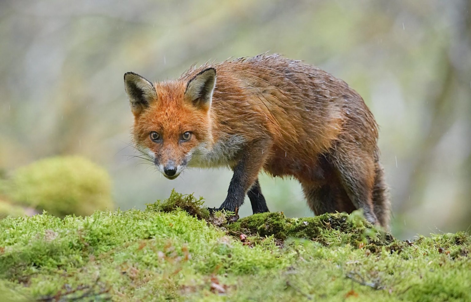 Photographing Red Squirrels from a Hide in an Irish Forest | PetaPixel