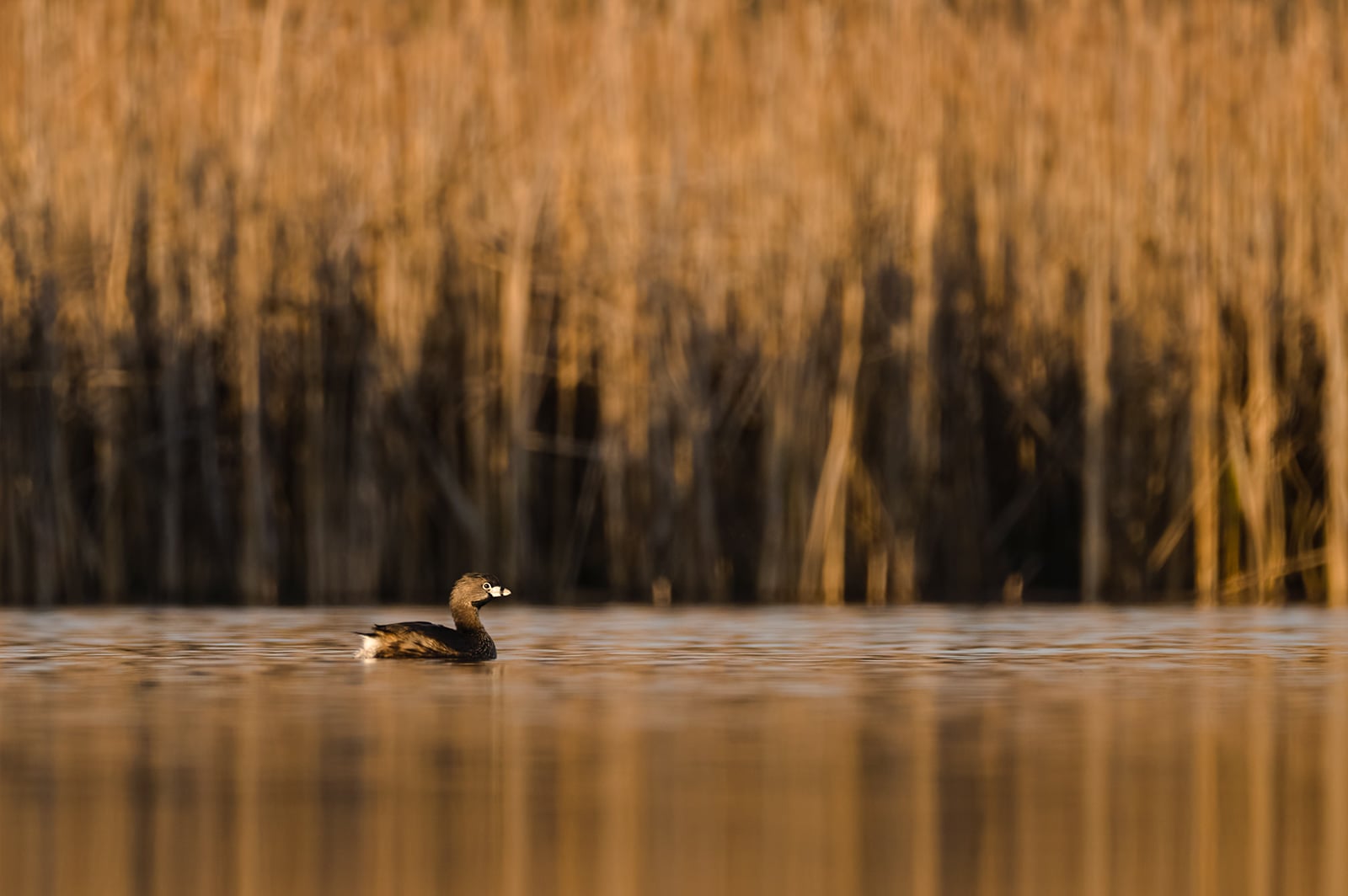Sigma fp L Camera Review: Does Size Really Matter? | PetaPixel