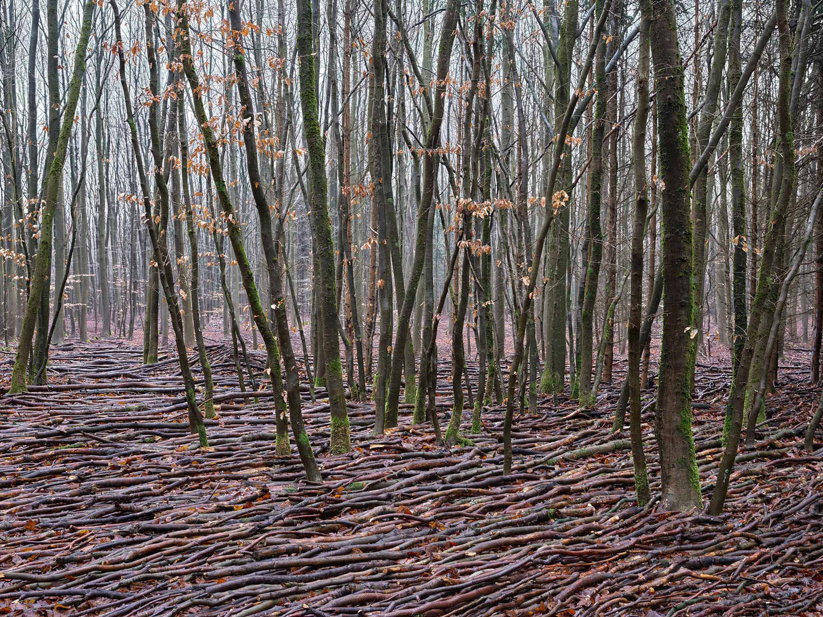Photographer Creates Giant Waves of Wood in a Forest | PetaPixel