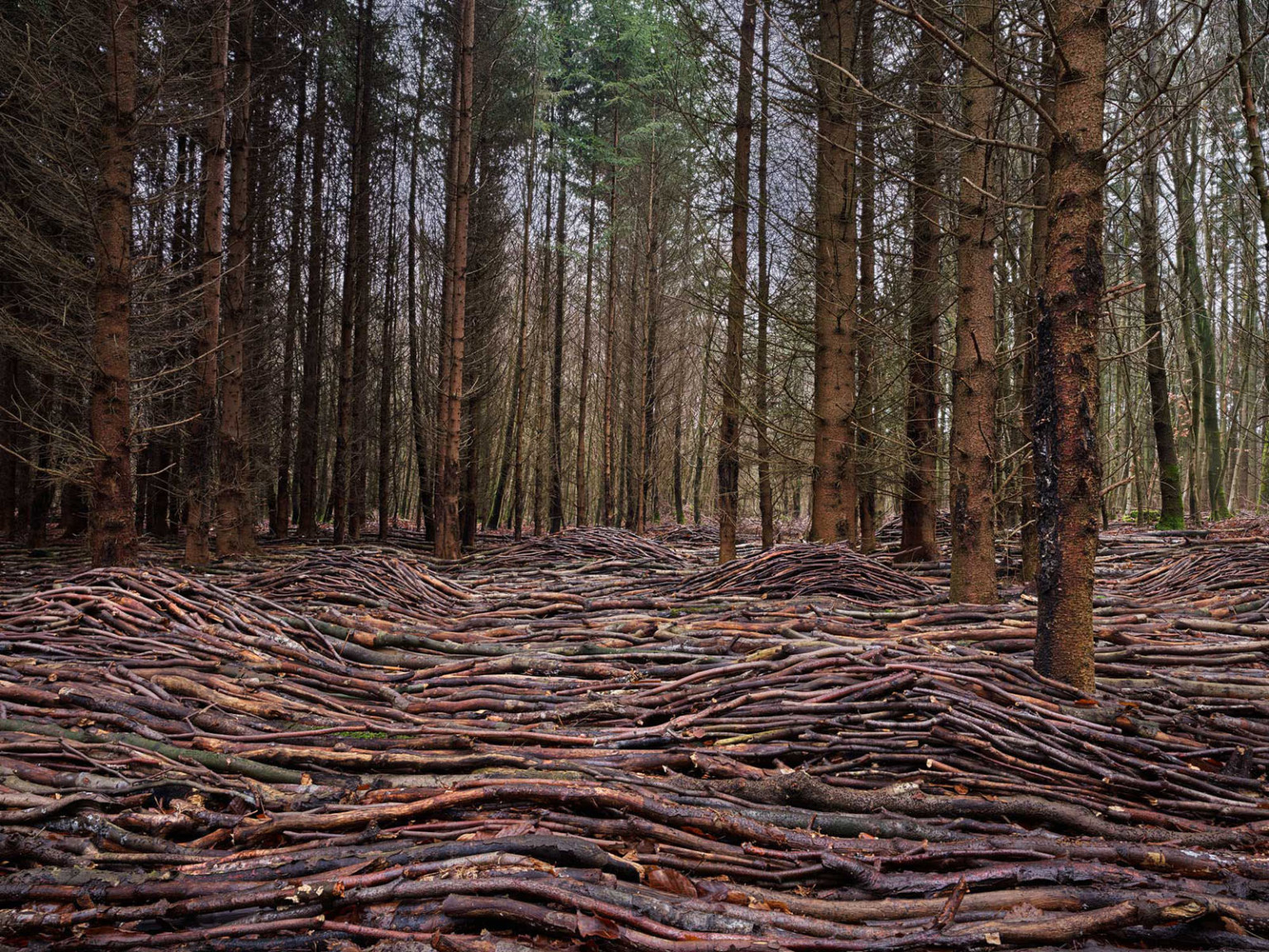 Photographer Creates Giant Waves of Wood in a Forest | PetaPixel