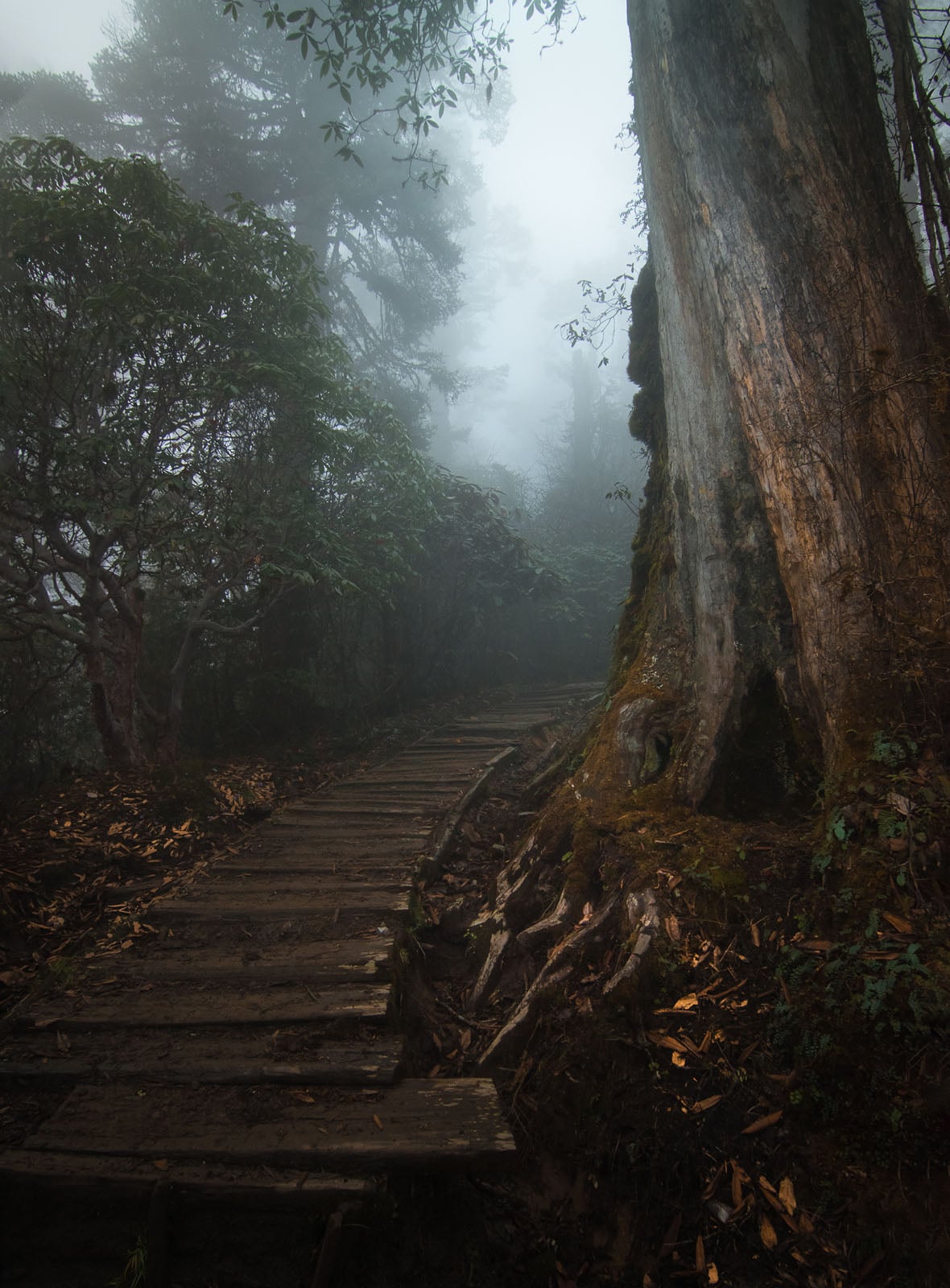 Goecha La: The Himalayan Trek in India to the Third Highest Peak ...