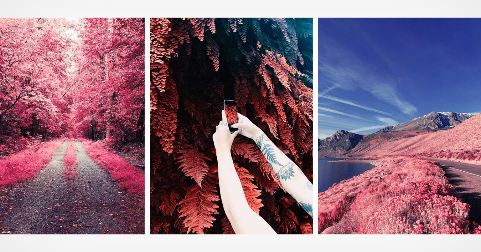 VSCO Launches New Set of Filters that Simulate Infrared Photography ...