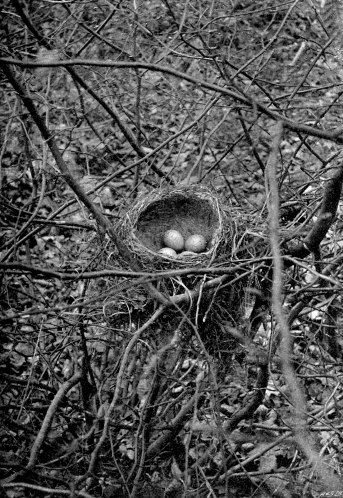 The Crazy Inventions of Two Wildlife Photography Pioneers | PetaPixel