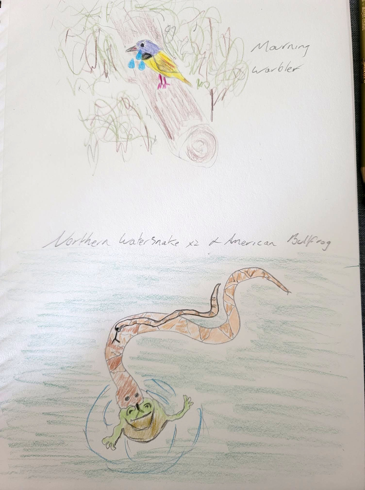 Drawings Fails