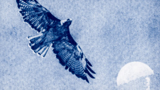 This is the First Video Made Entirely of Hand-Processed Cyanotypes ...