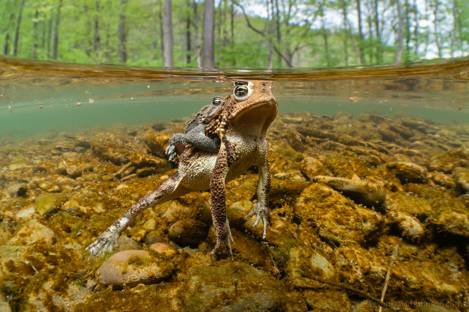 Stunning Macro Photos Shot Within the Unique World of Vernal Pools ...