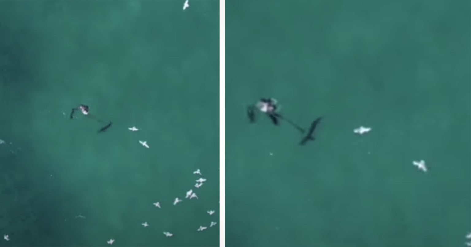 Drone Photographer Spots and Saves Man Being Attacked by Shark | PetaPixel
