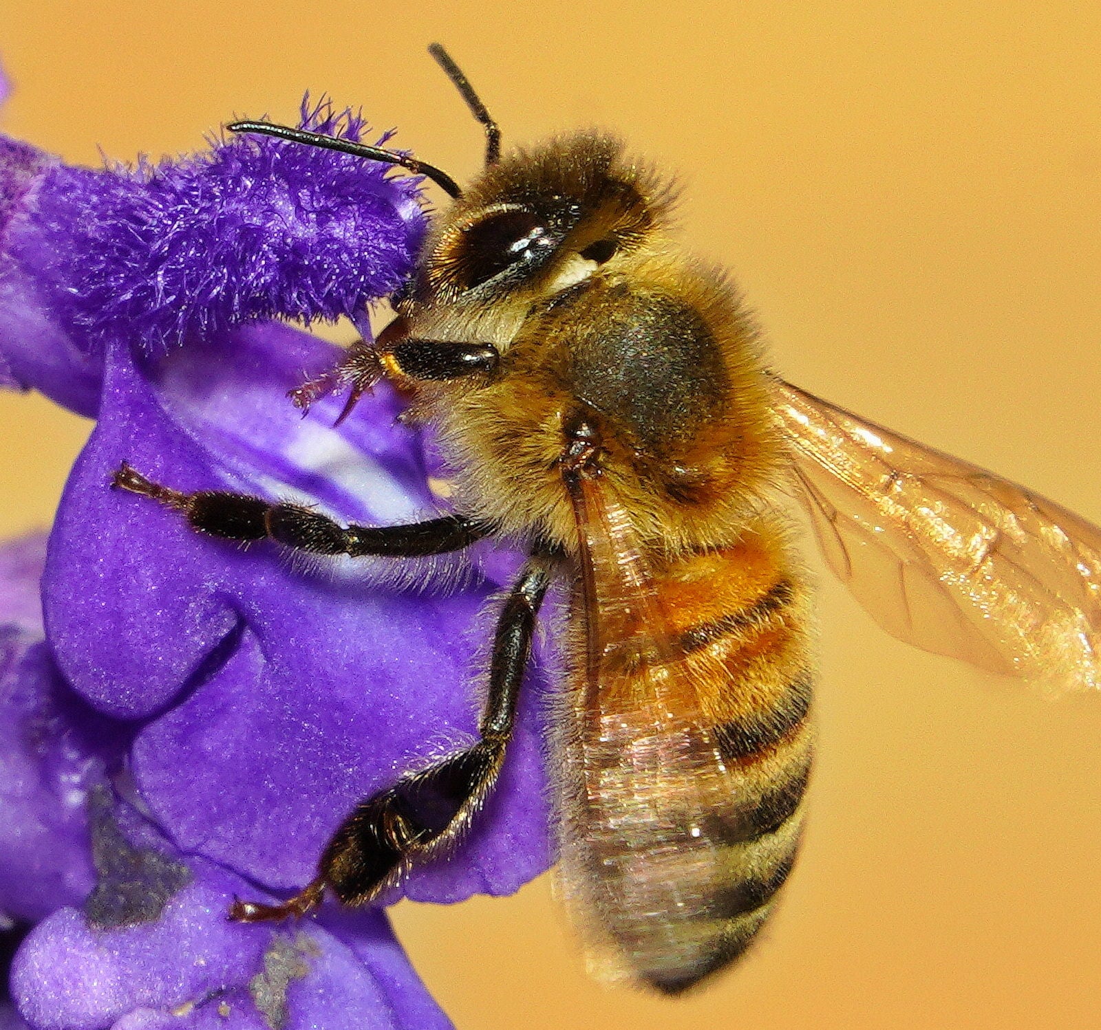 A Portfolio of Bees -- Our Helpful Insects | PetaPixel