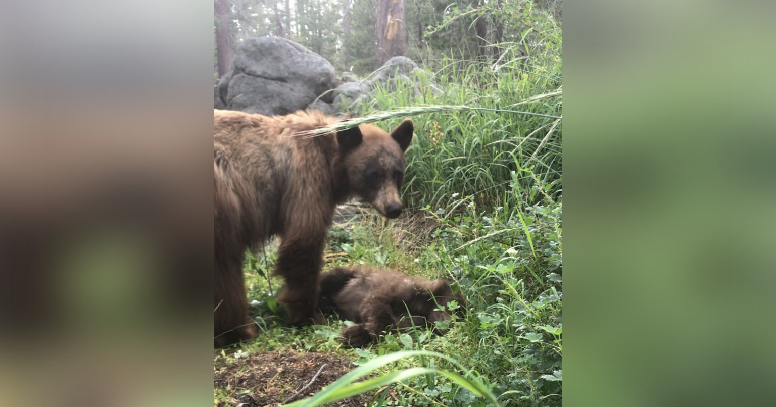 A Frog Riding a Beetle: Is This a Real Wildlife Photo or a Bunch of BS ...