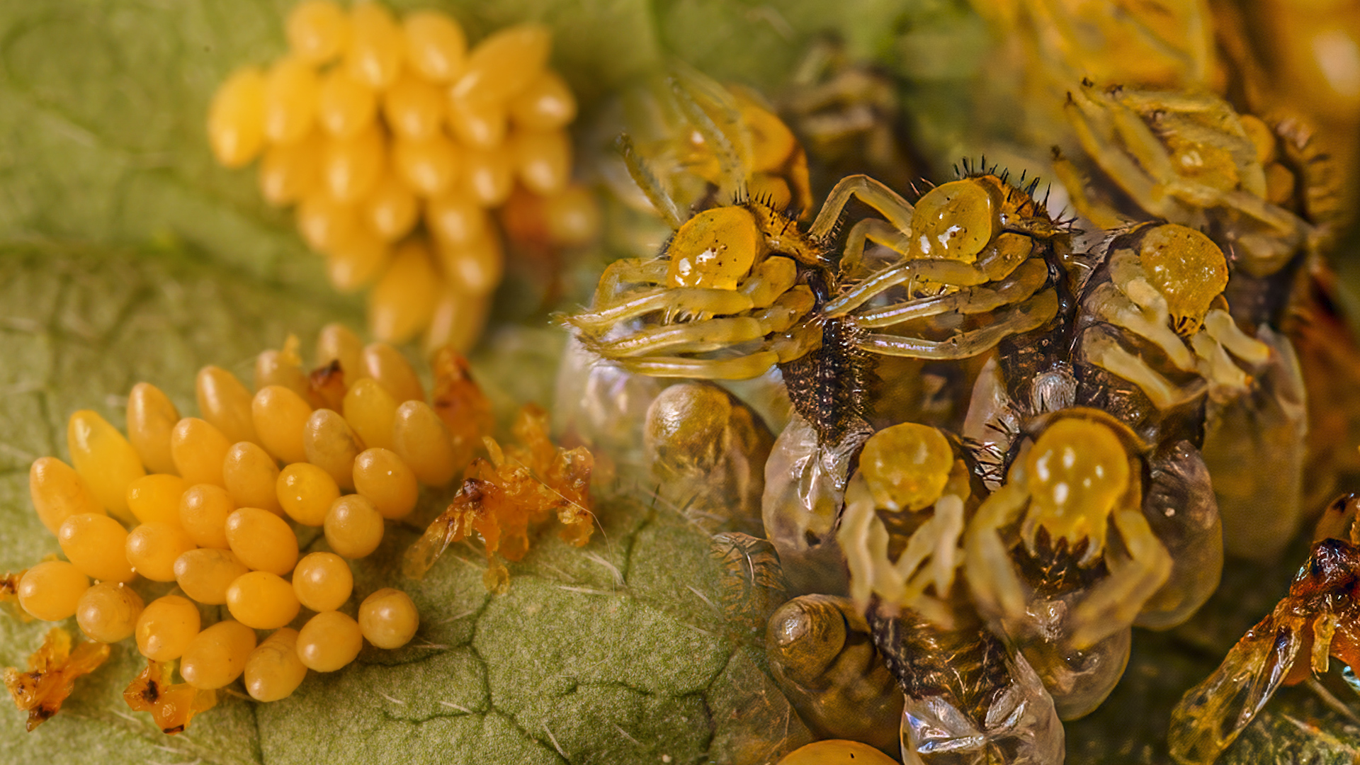 Fascinating Macro Timelapse Footage Shows the Life Cycle of Ladybugs ...