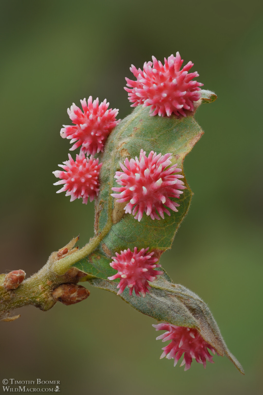 Macro Photos of Plant Growths Caused by Tiny Wasps | PetaPixel