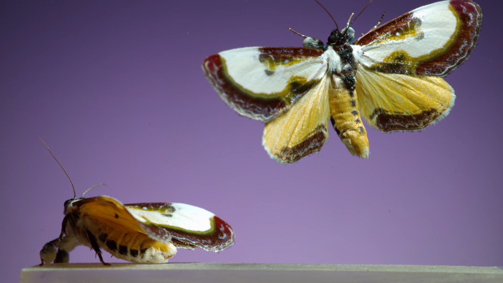 Calming 6,000 FPS Footage of 7 Stunningly Beautiful Moth Species ...