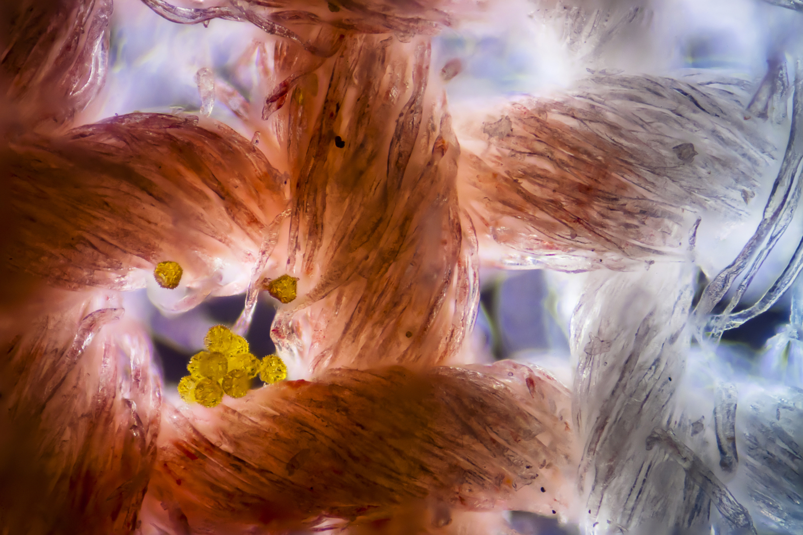 Microscopic Photo of an Oak Leaf Wins Nikon's Small World Competition ...