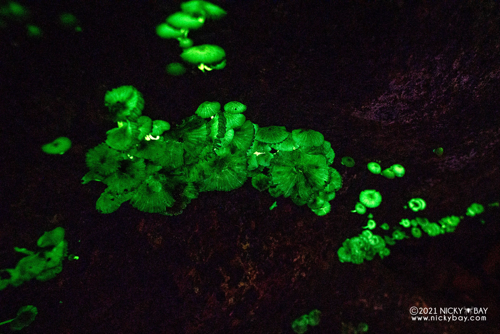 Photographing Glowing Mushrooms in Singapore | PetaPixel