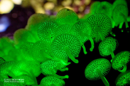 Photographing Glowing Mushrooms in Singapore | PetaPixel