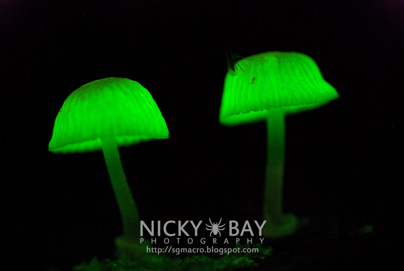 Photographing Glowing Mushrooms in Singapore | PetaPixel