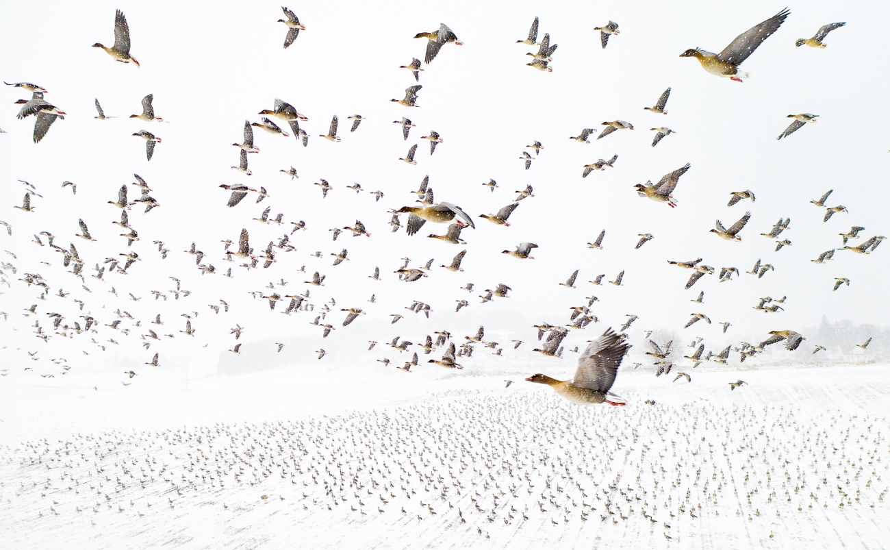 Flock of Geese Captured Mid-Air Named Best Drone Photo of 2021 | PetaPixel