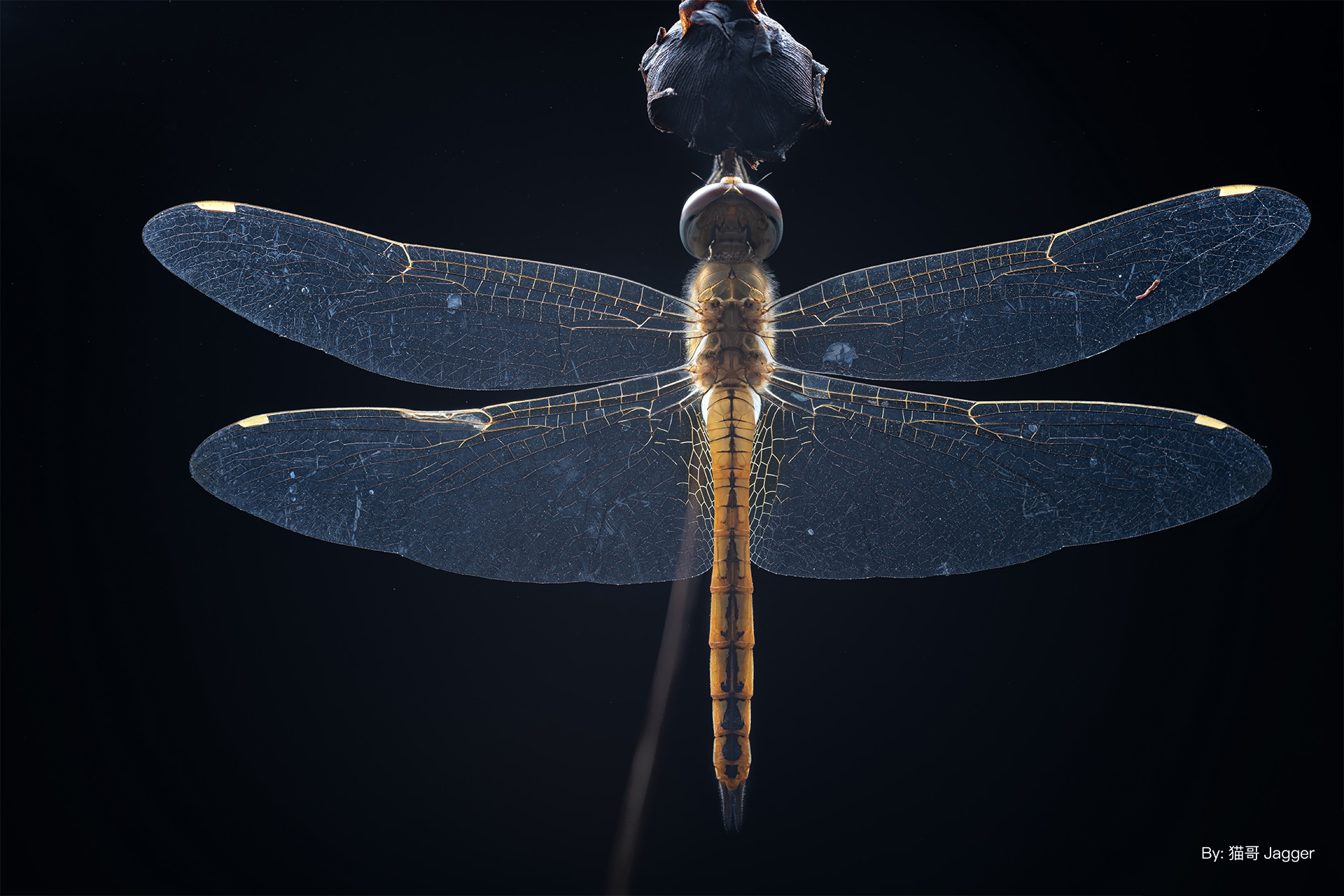 TTArtisan Launches 40mm Macro f/2.8 APS-C Lens for Multiple Mounts ...