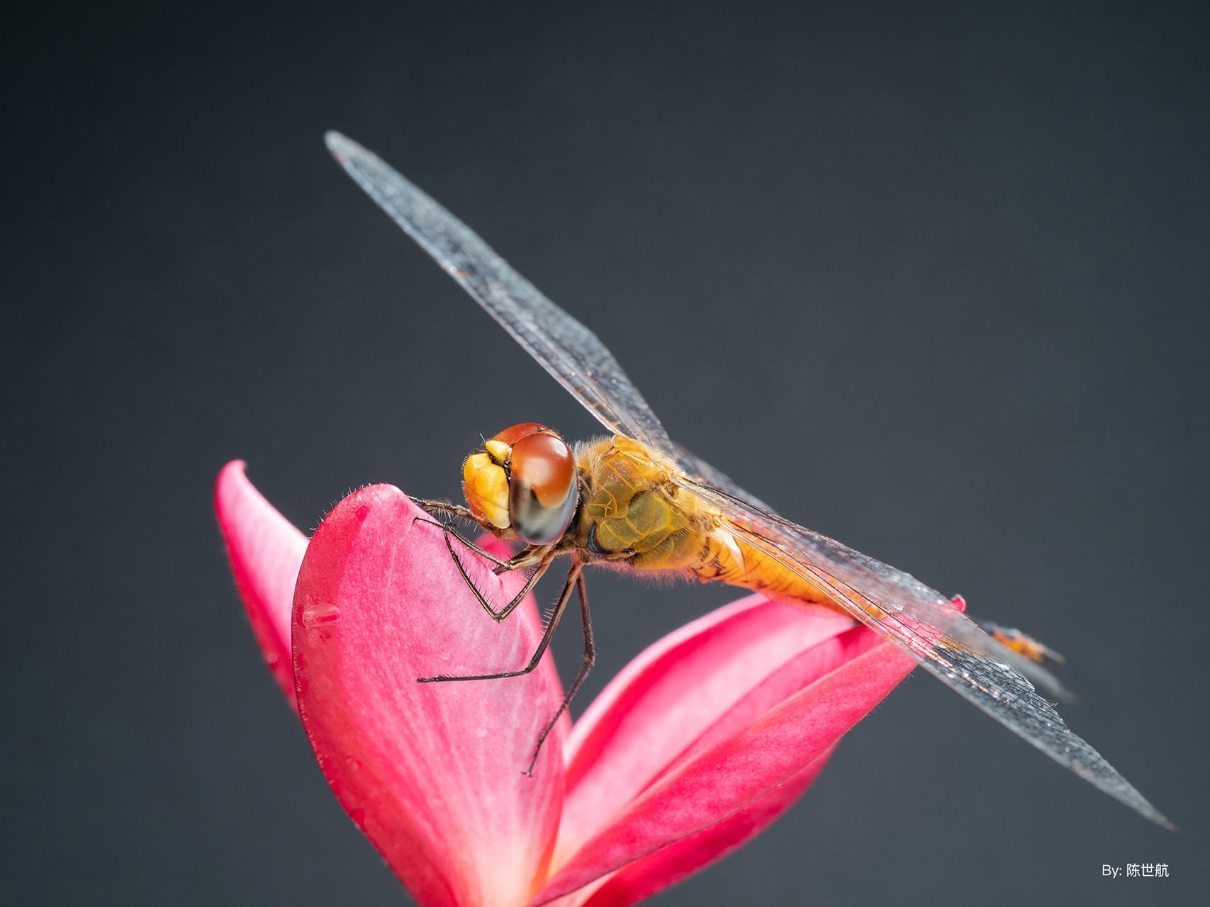 TTArtisan Launches 40mm Macro f/2.8 APS-C Lens for Multiple Mounts ...