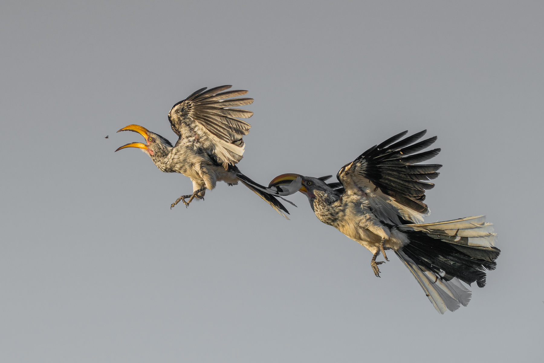 Roadrunner Blocked by U.S. Border Wall Wins Best Bird Photo of 2021 ...